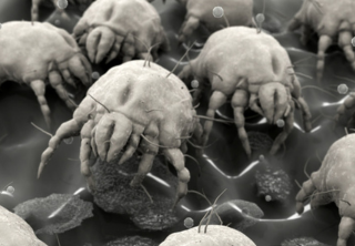 Kurz w domu – skąd się bierze i jak się go pozbyć?